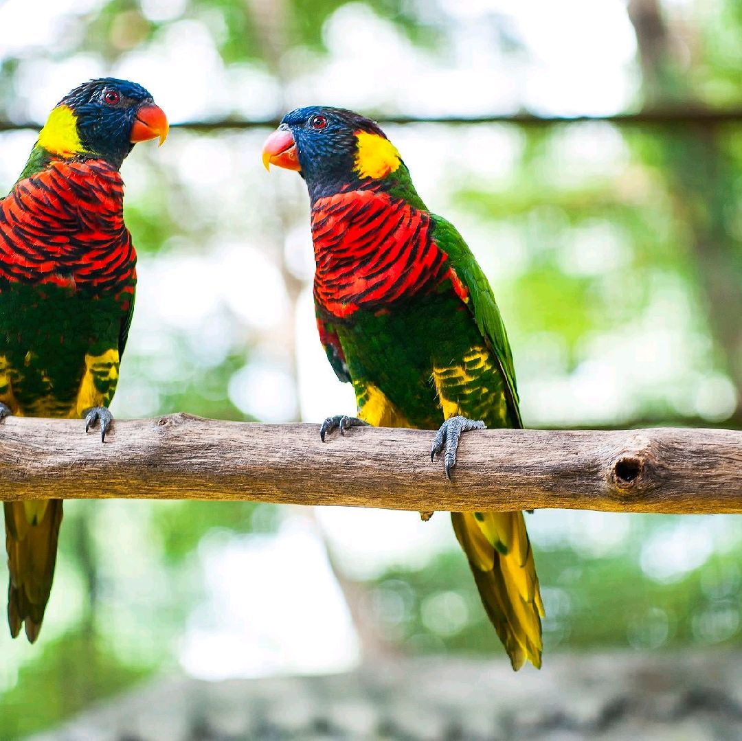 Worlds Largest Open Aviary Bird Park KL & Butterfly Park & Orchid ...