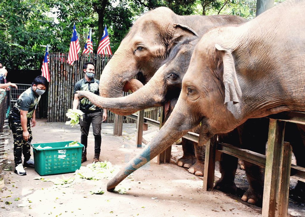 National Zoo Tour with Giant Panda Visit - Kuala Lumpur Tour