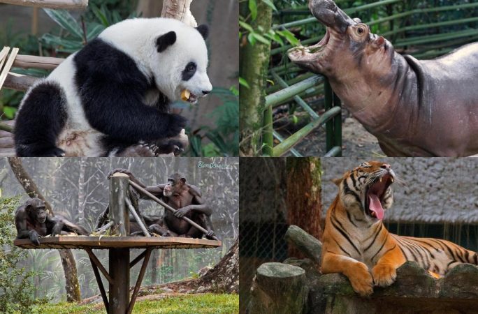 National Zoo Tour with Giant Panda Visit - Kuala Lumpur Tour
